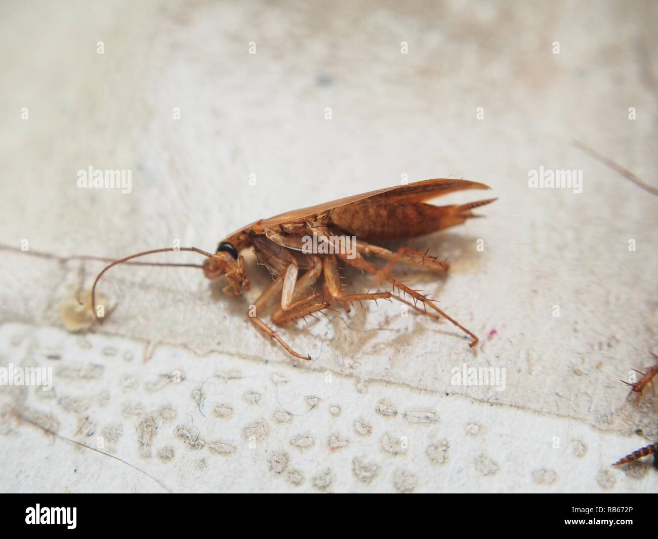 Dead cockroach lying on sticky paper. The corpse of the insect. Macro ...