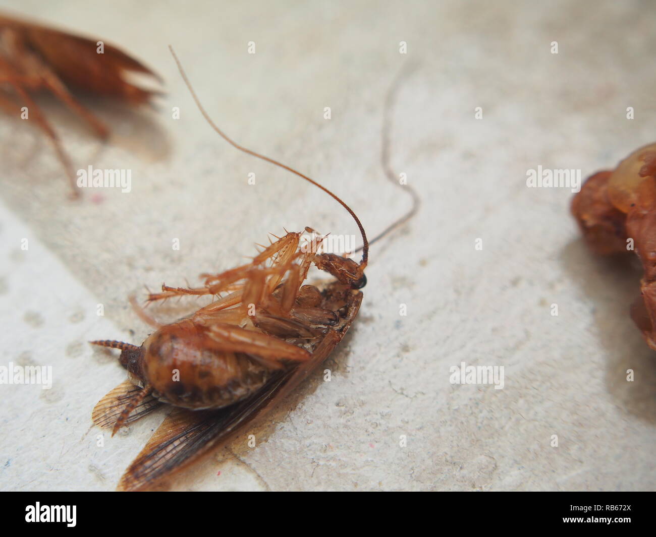 Dead cockroach lying on sticky paper. The corpse of the insect. Macro ...