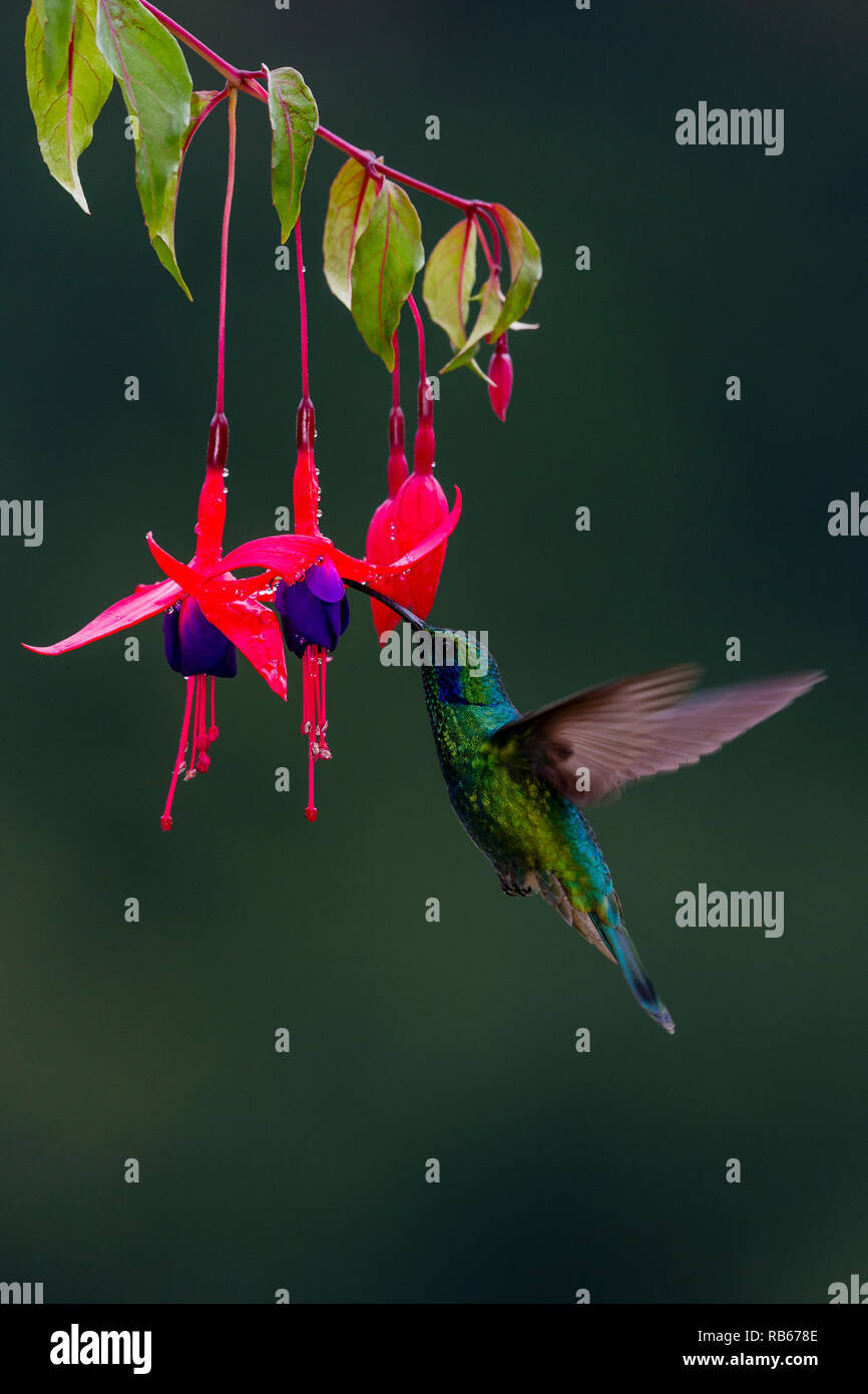 Green Violetear hummingbird, in Sevegre area of Costa Rica Stock Photo ...