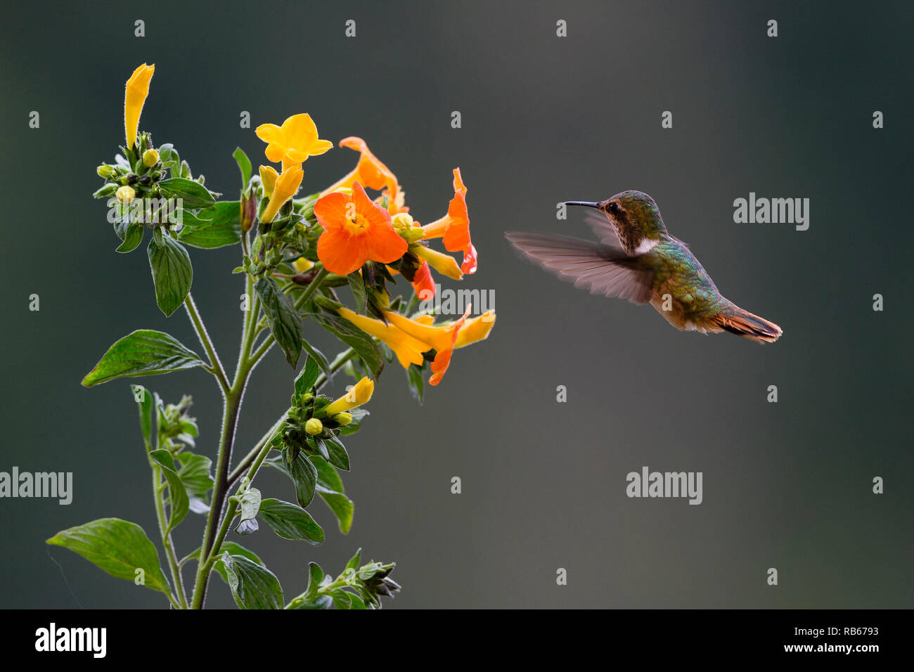 Volcano hummingbird, in Sevegre area of Costa Rica Stock Photo - Alamy
