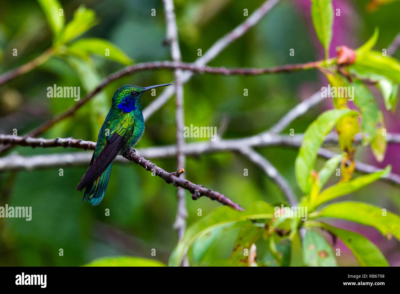 Green Violetear hummingbird, in Sevegre area of Costa Rica Stock Photo ...