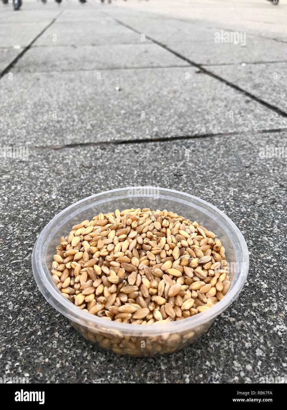 Feeding Birds with Sunflower / Kernel Seeds in Istanbul Streets ...