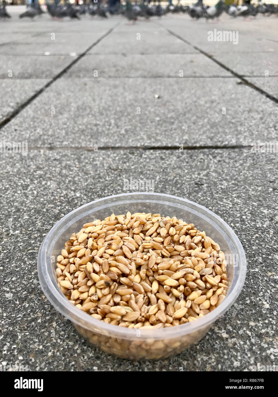 Feeding Birds with Sunflower / Kernel Seeds in Istanbul Streets ...