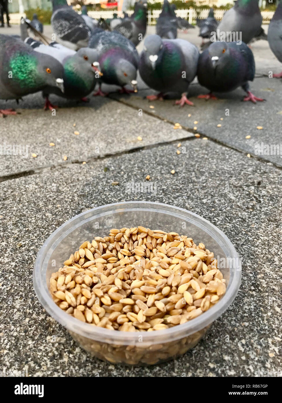 Feeding Birds with Sunflower / Kernel Seeds in Istanbul Streets ...