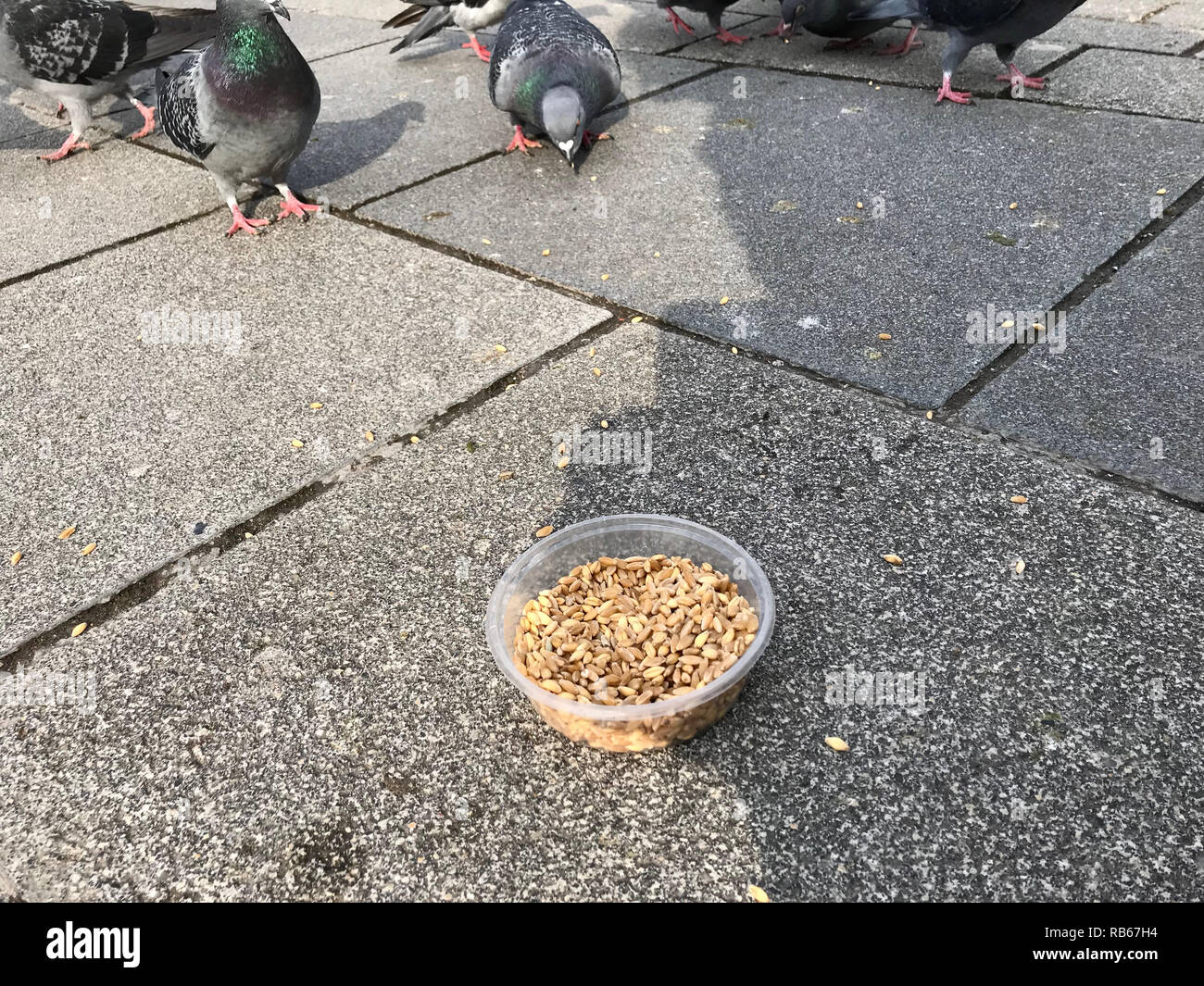 Feeding Birds with Sunflower / Kernel Seeds in Istanbul Streets ...
