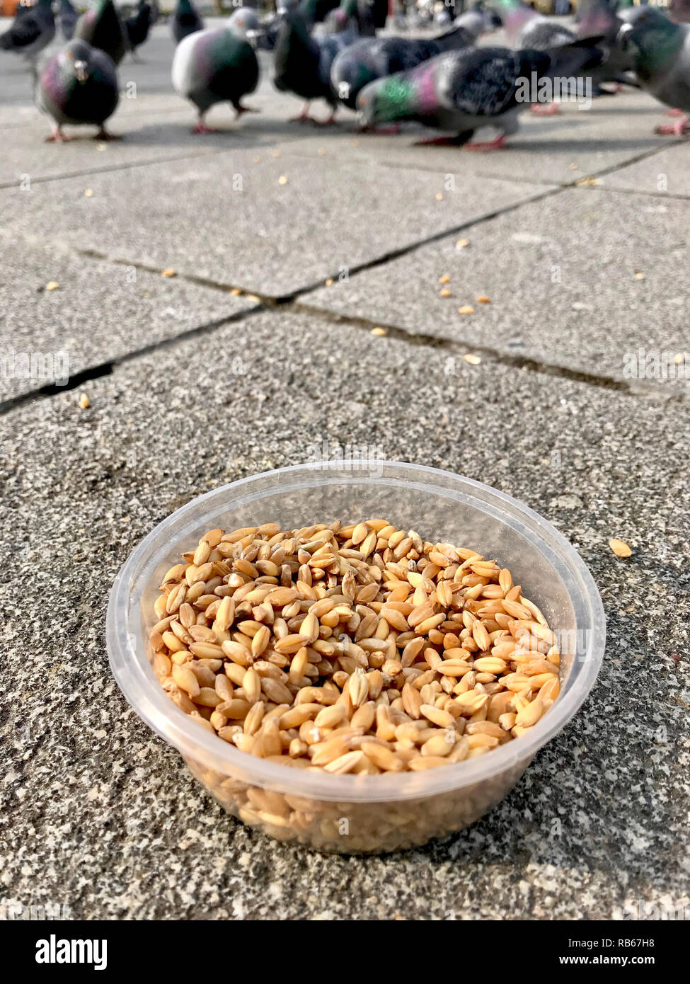 Feeding Birds with Sunflower / Kernel Seeds in Istanbul Streets ...