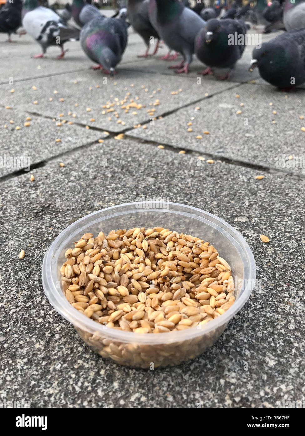 Feeding Birds with Sunflower / Kernel Seeds in Istanbul Streets ...