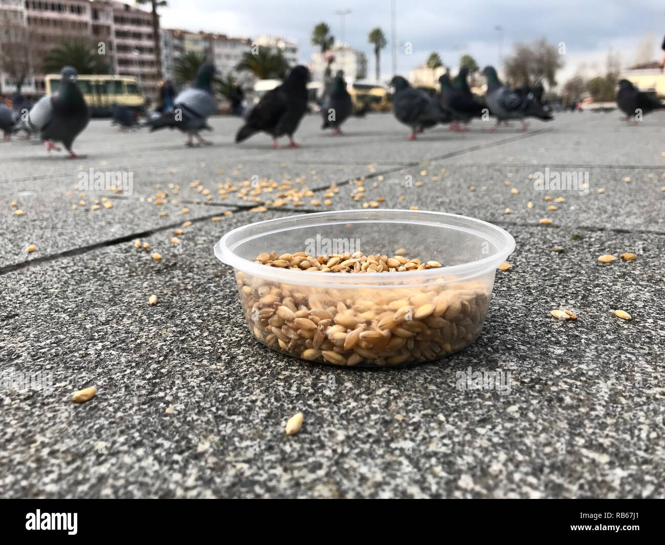 Feeding Birds with Sunflower / Kernel Seeds in Istanbul Streets ...