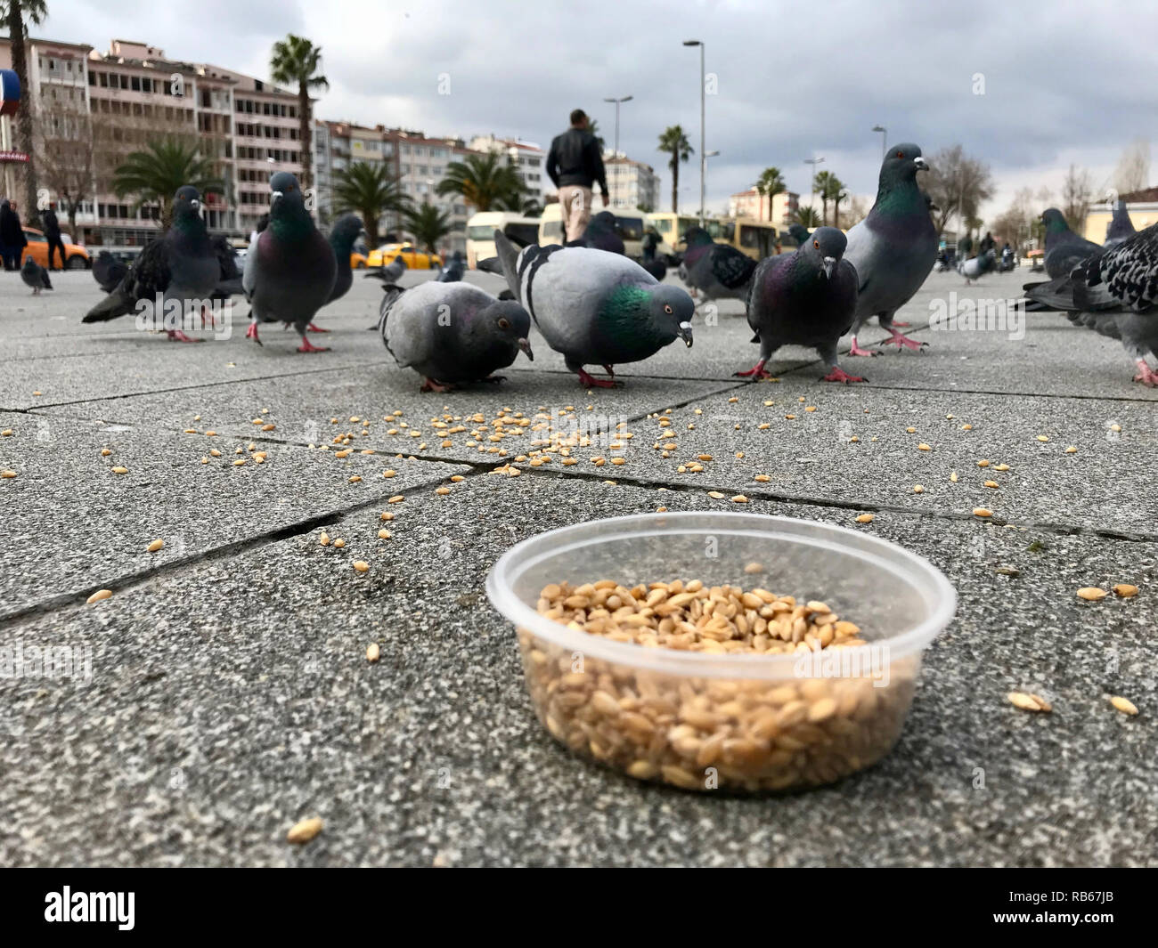 Feeding Birds with Sunflower / Kernel Seeds in Istanbul Streets ...