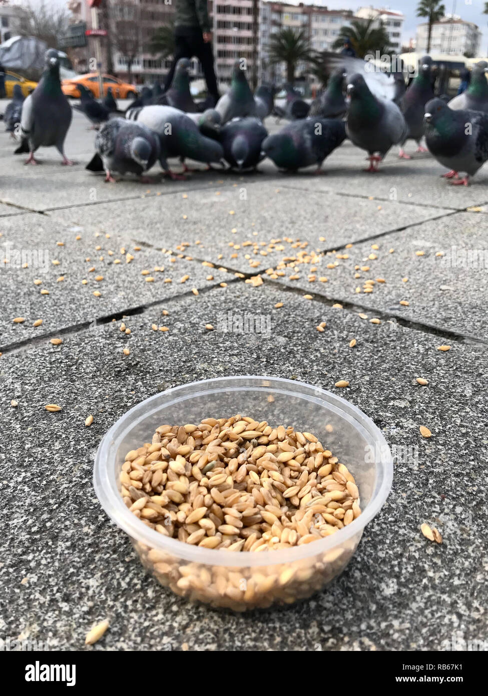 Feeding Birds with Sunflower / Kernel Seeds in Istanbul Streets ...