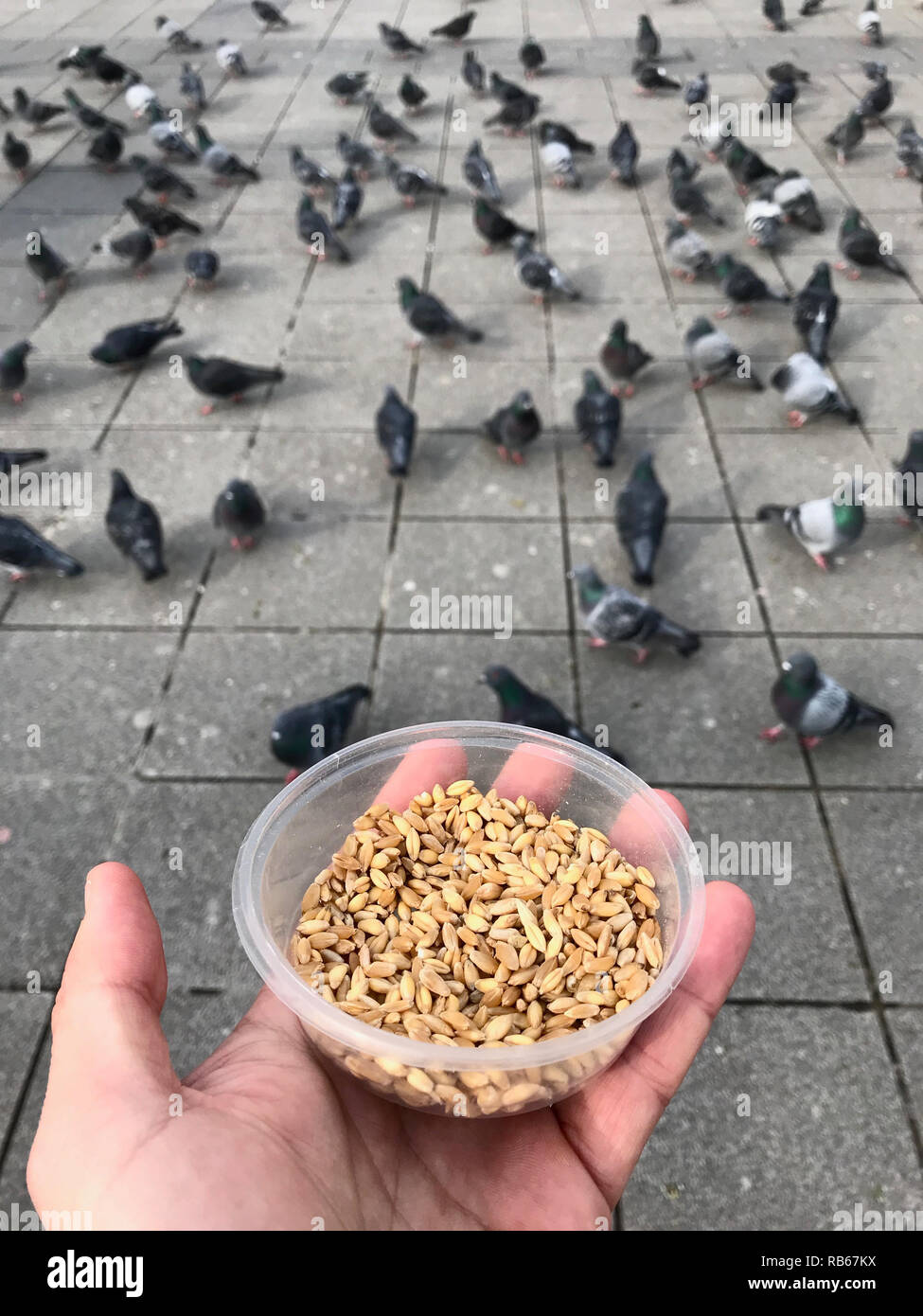 Feeding Birds with Sunflower / Kernel Seeds in Istanbul Streets ...