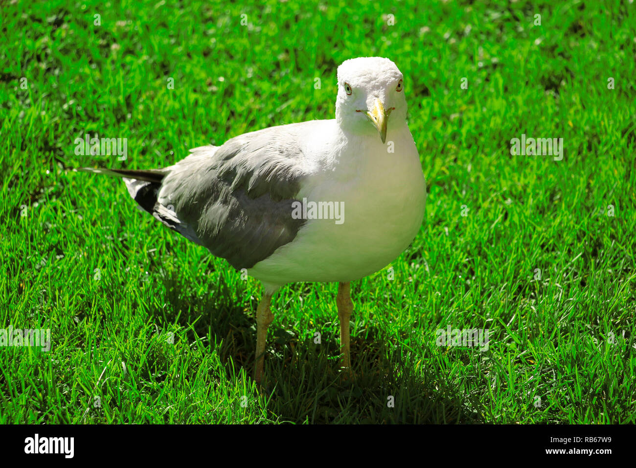 Walking seagull on green grass hi-res stock photography and images - Alamy