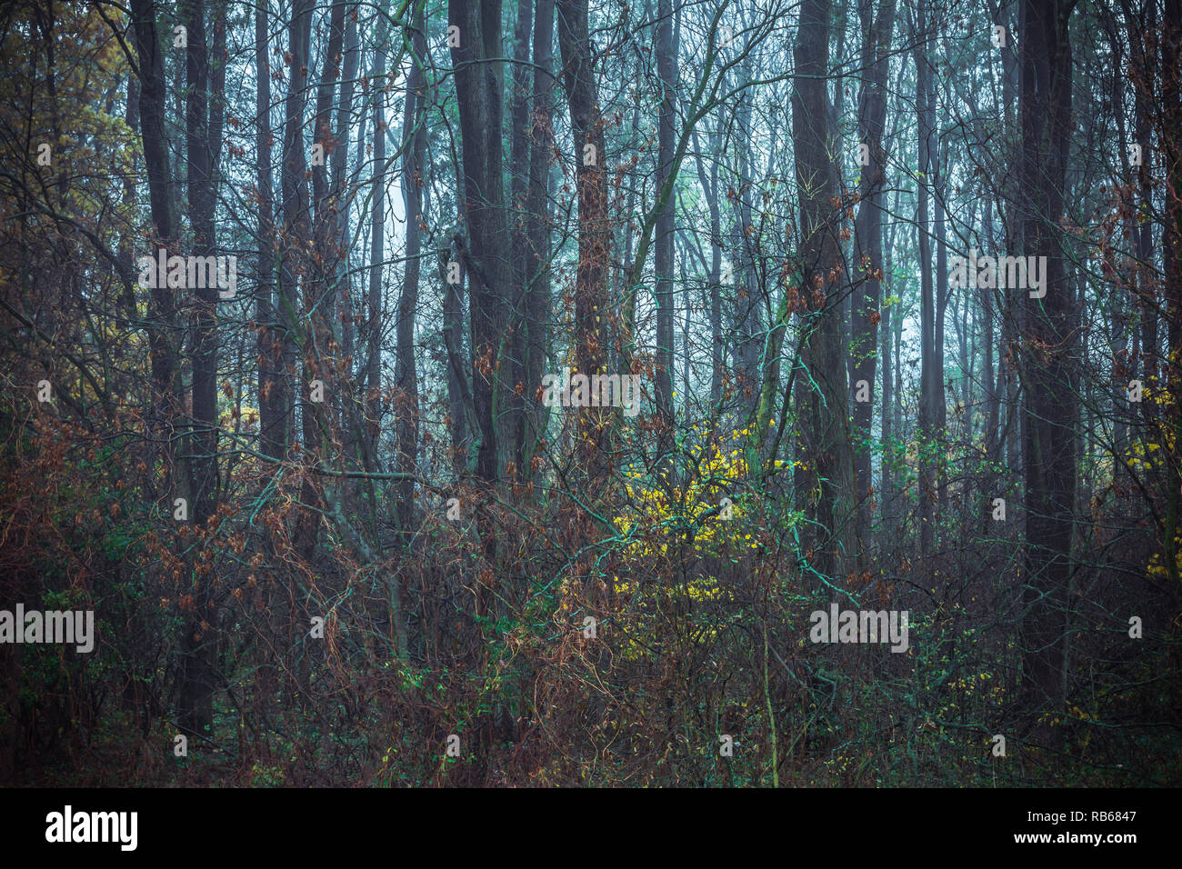 Forest texture hi-res stock photography and images - Alamy