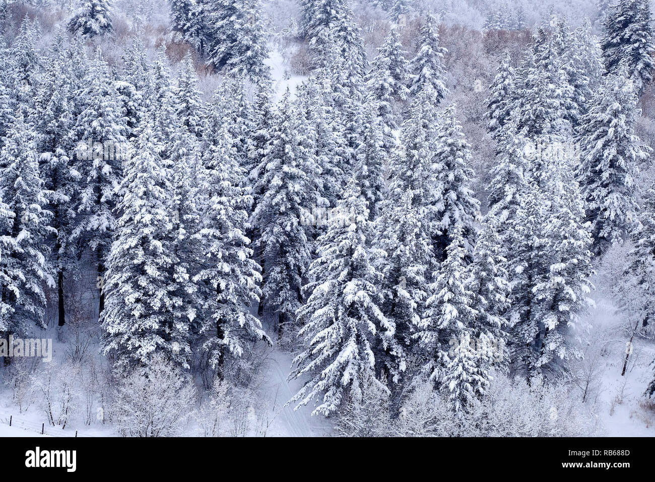 Winter landscape white pine hi-res stock photography and images - Alamy