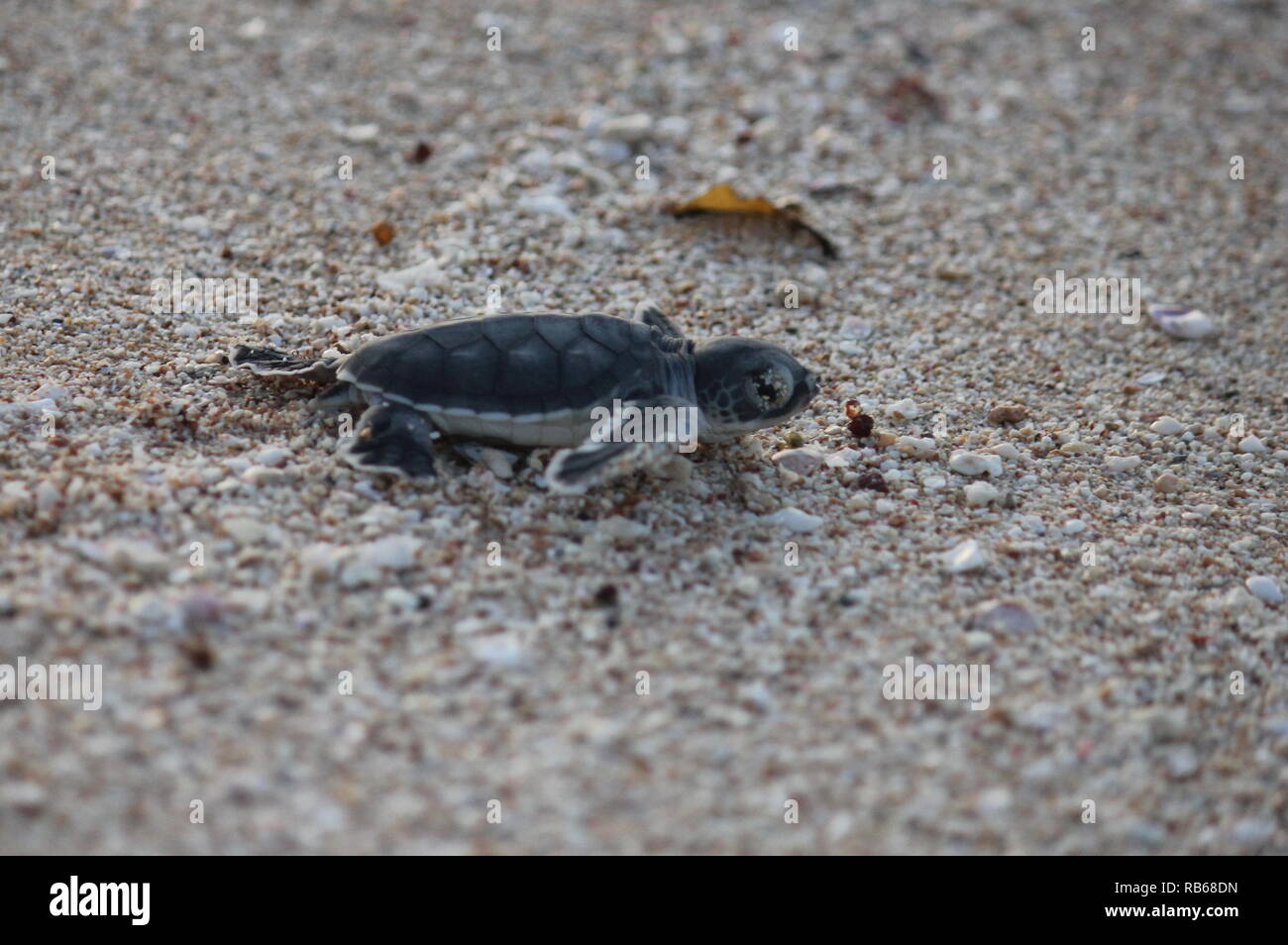 Turtles From Australia Category: Australia/New Guinea