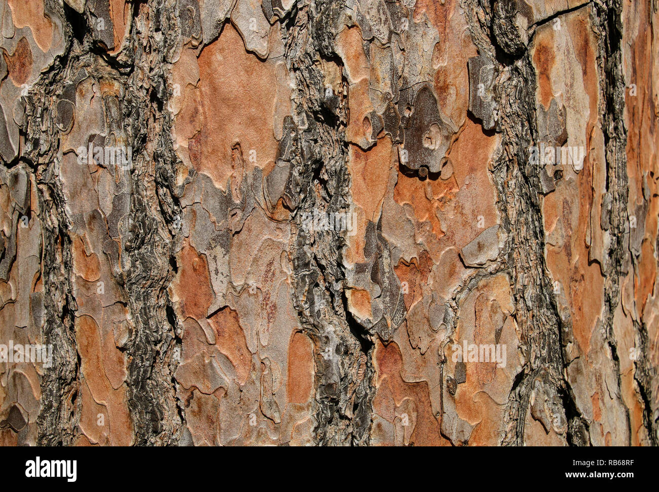 Tree bark texture background Stock Photo - Alamy