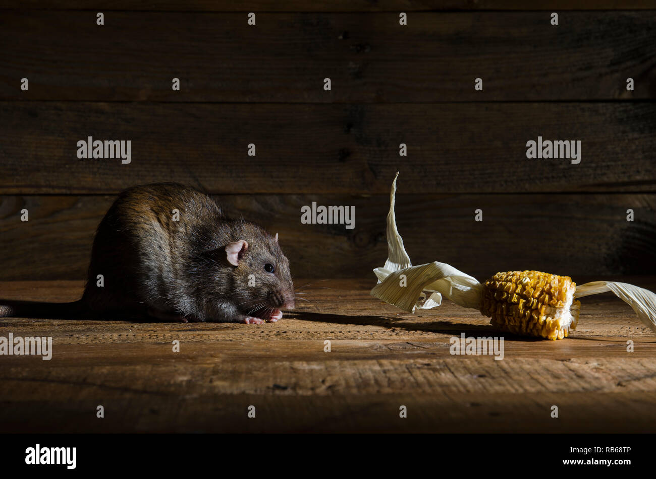 Dried rats hi-res stock photography and images - Alamy