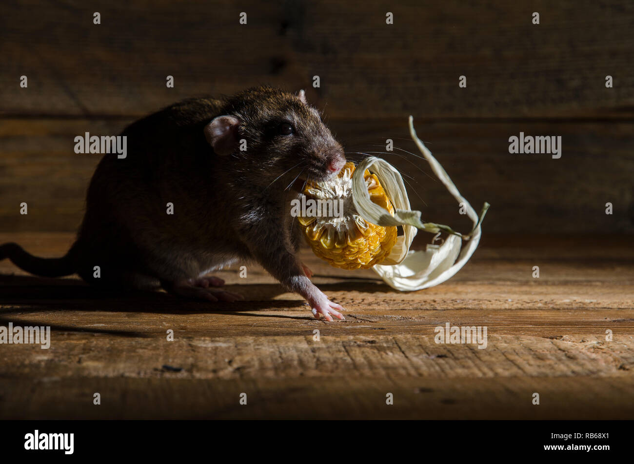 Rat Eating Corn High Resolution Stock Photography and Images - Alamy