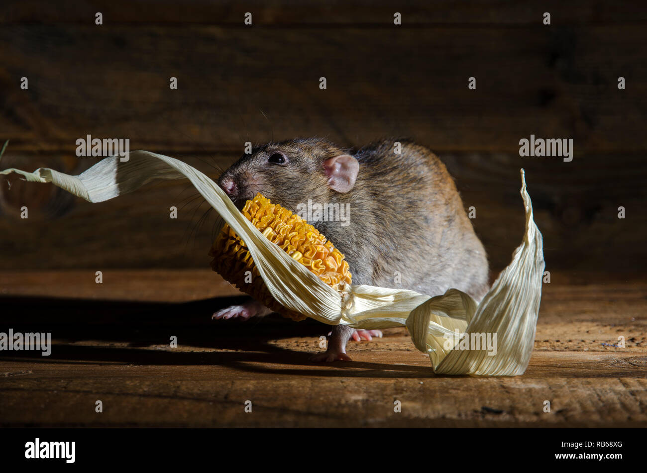 Dried rat hi-res stock photography and images - Alamy