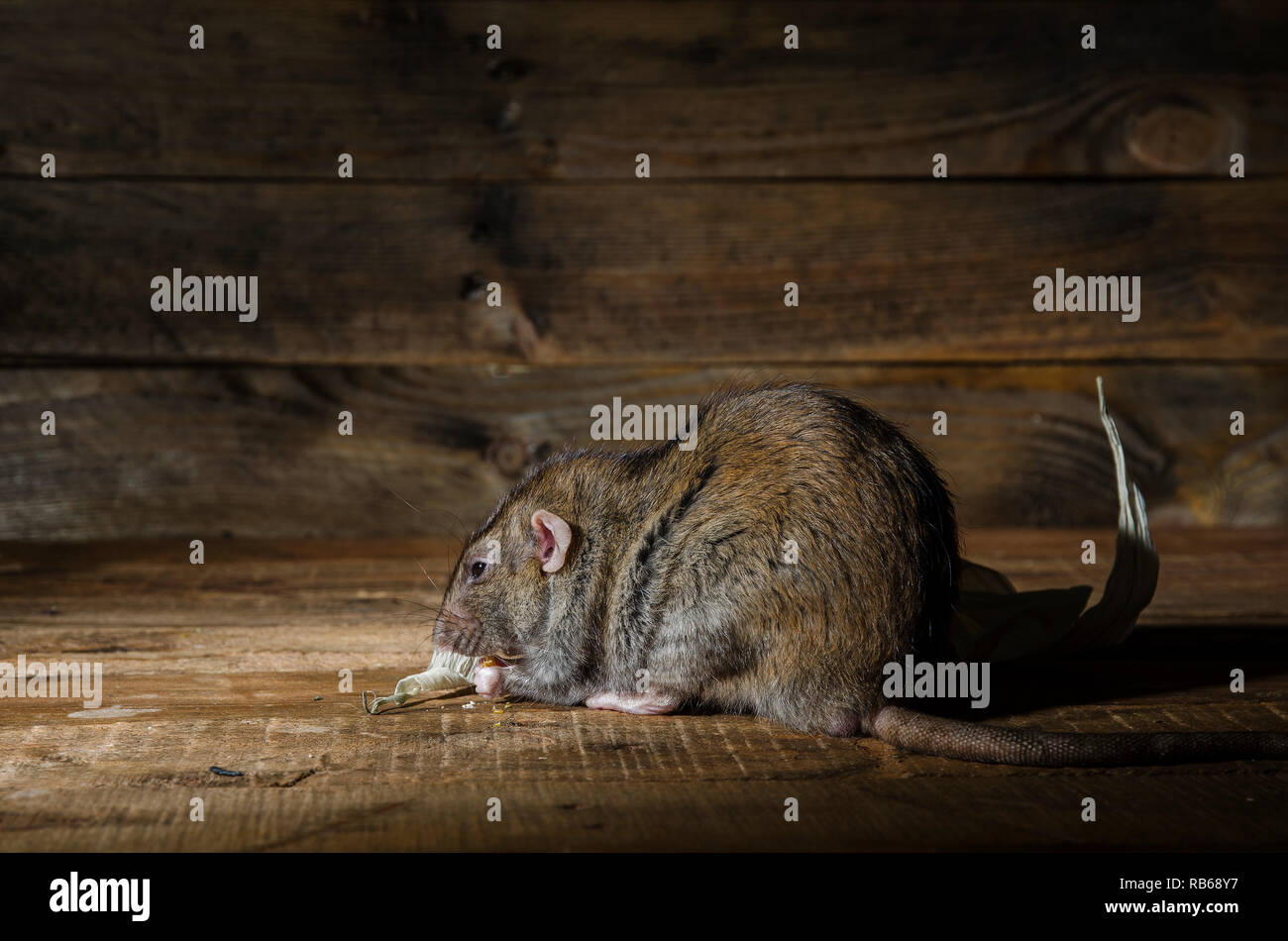 Rat eating corn hi-res stock photography and images - Alamy