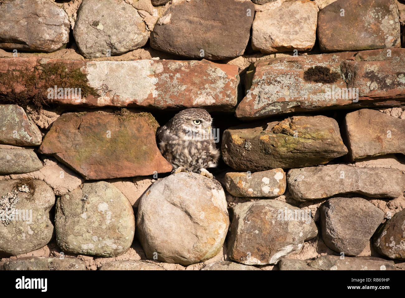 Little Owl in stone wall Stock Photo - Alamy