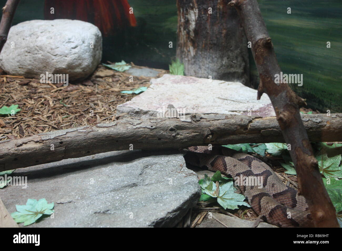 Snake camouflage hi-res stock photography and images - Alamy