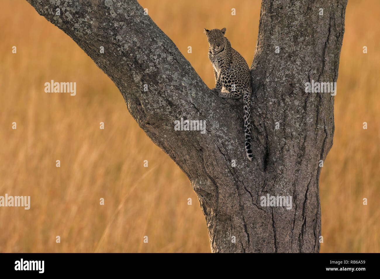 Leopard tree tanzania hi-res stock photography and images - Alamy