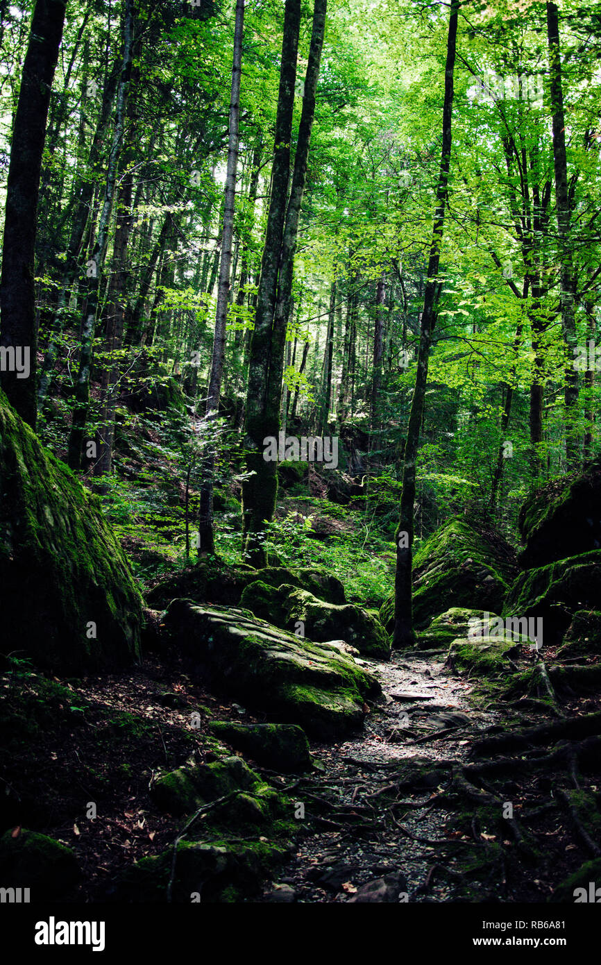 Moss covered boulders tall hi-res stock photography and images - Alamy