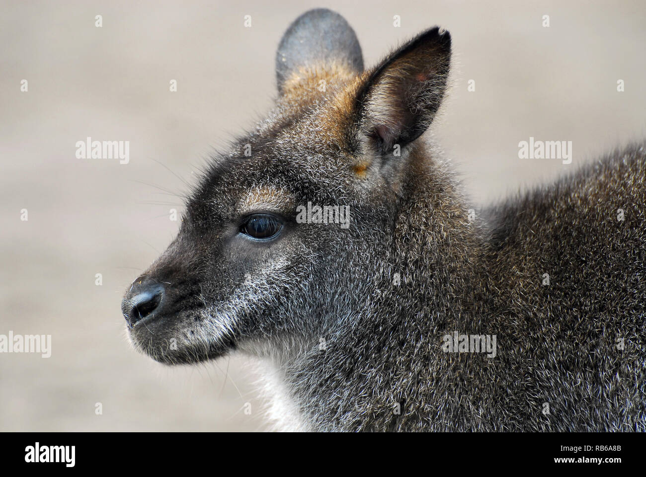 Bennett Kanguru High Resolution Stock Photography and Images - Alamy
