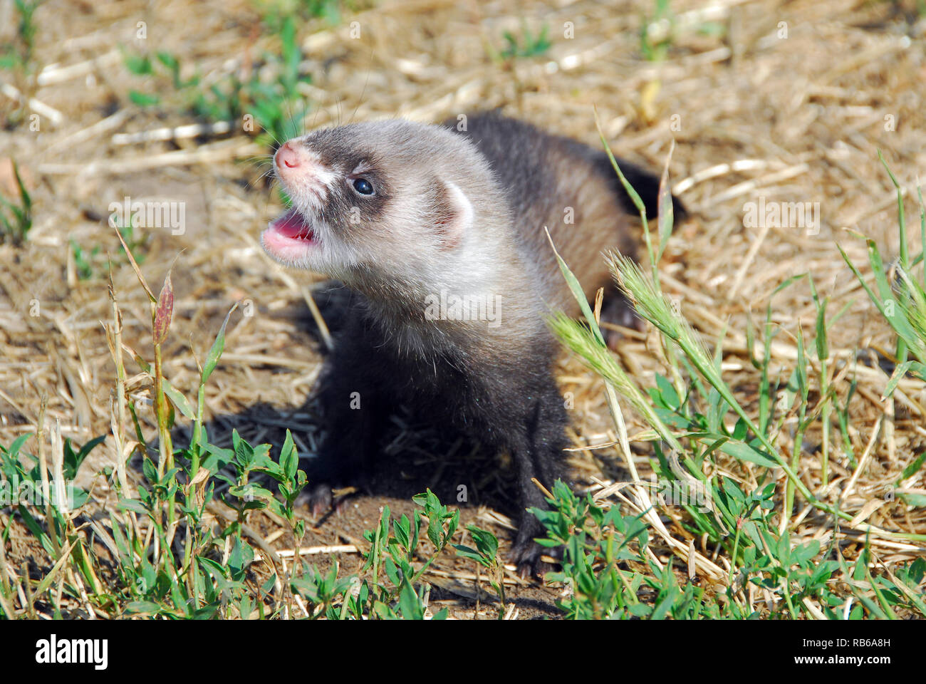 Europäischer iltis mustela putorius hi-res stock photography and images ...