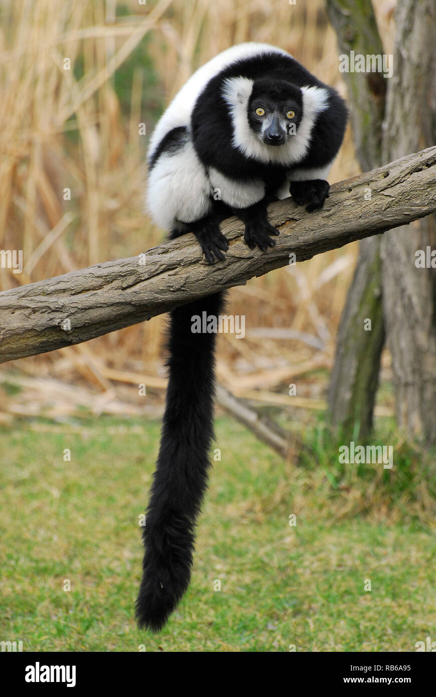 Black-and-white ruffed lemur, Schwarzweißer Vari, fekete-fehér vari ...