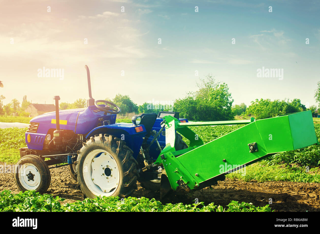 tractor in the field with a plow for digging potatoes harvesting ...