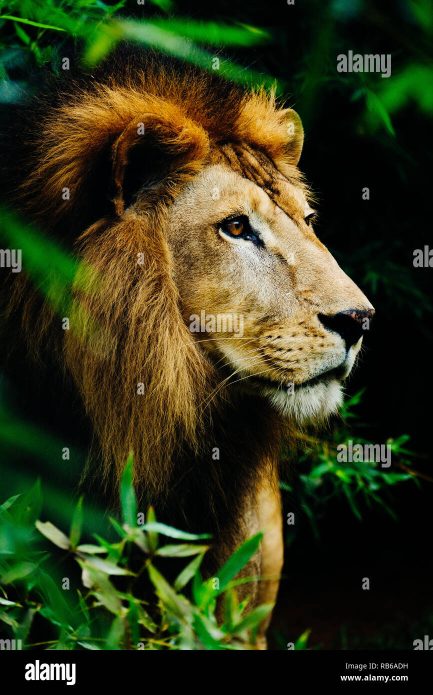 Lion rescued from a circus, is resident in a brazilian zoo Stock Photo ...