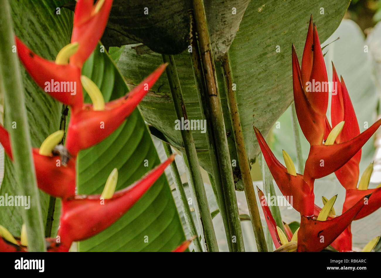 Brazilian flora and fauna hi-res stock photography and images - Alamy