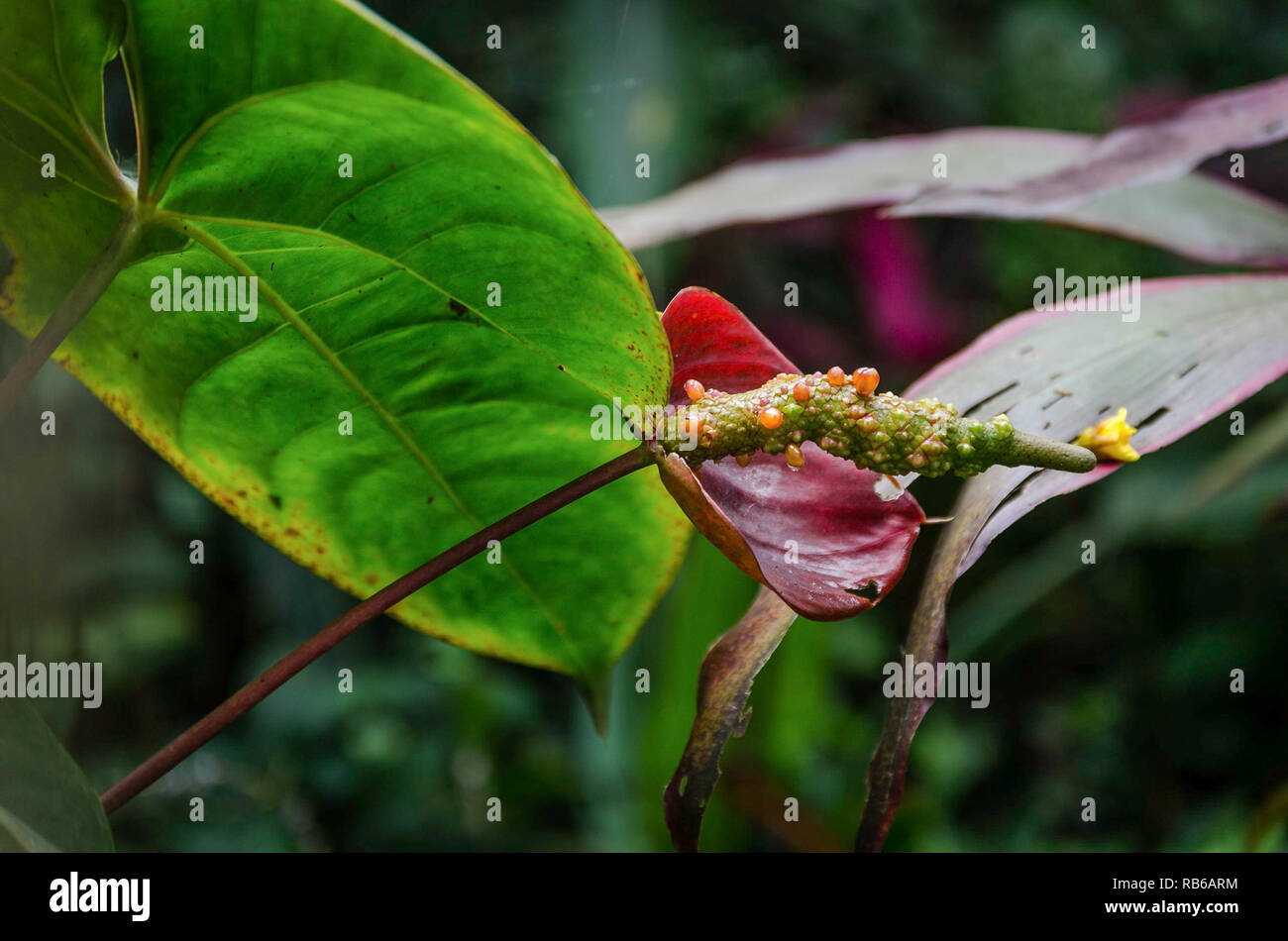 Typical flower hi-res stock photography and images - Alamy