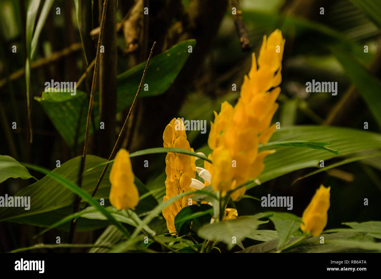 Typical flower hi-res stock photography and images - Alamy