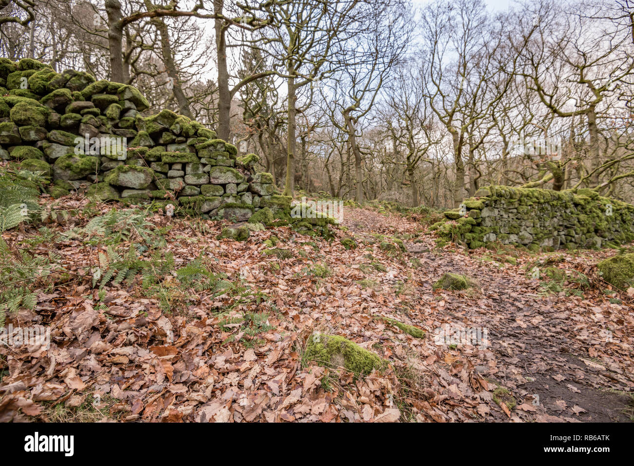 Padley Woods, Derbyshire Stock Photo - Alamy