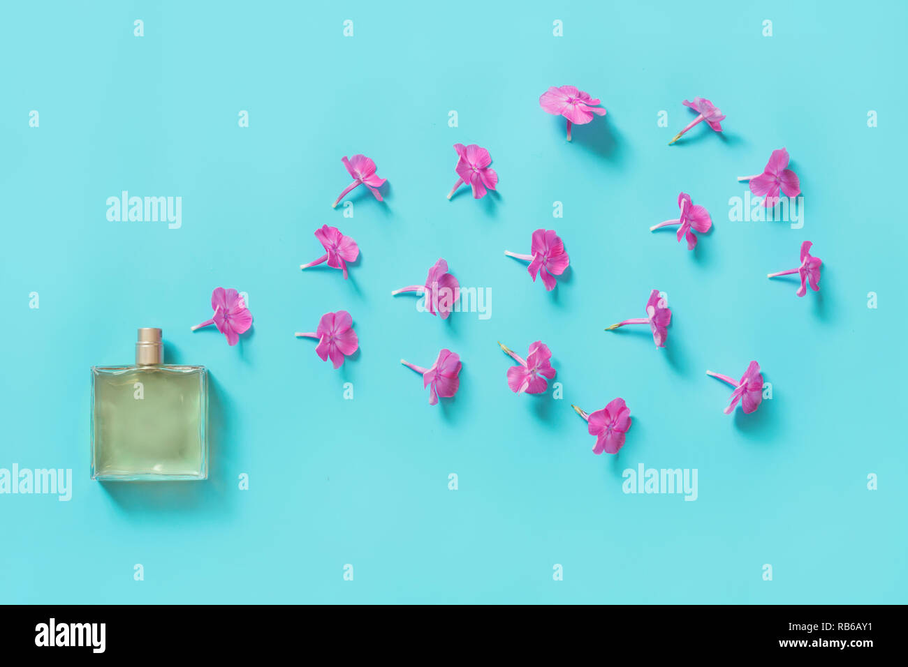 Creative still life. Perfume and blooming flowers of pink on blue ...