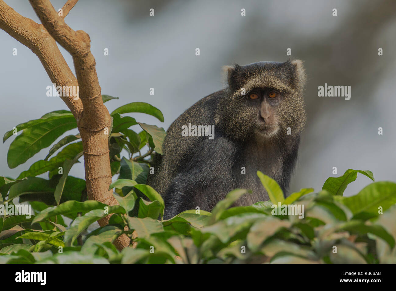 Blue monkey hi-res stock photography and images - Alamy