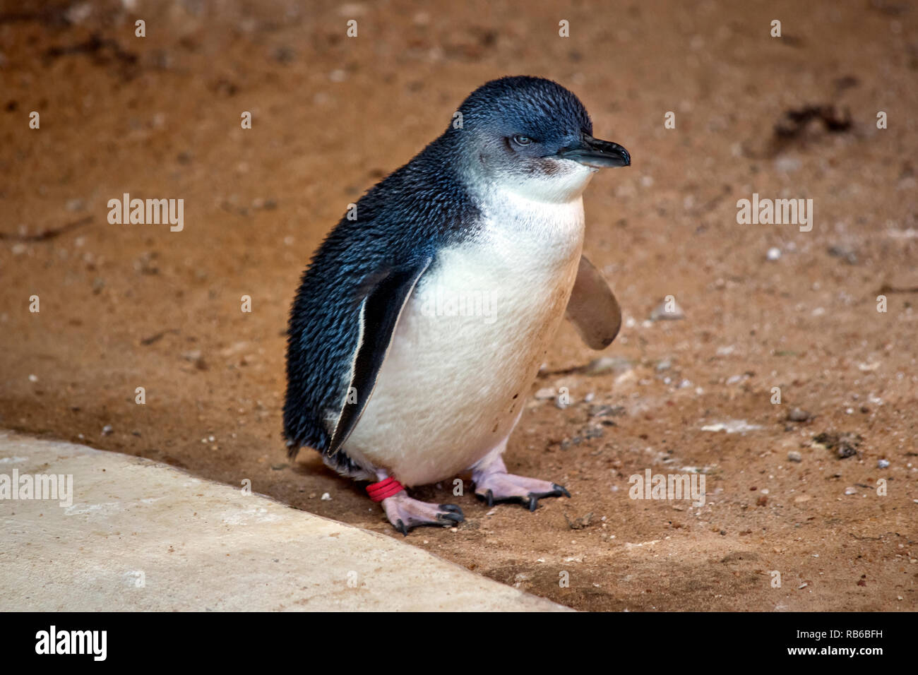 the little penguin is a black and white bird that can't fly Stock Photo ...