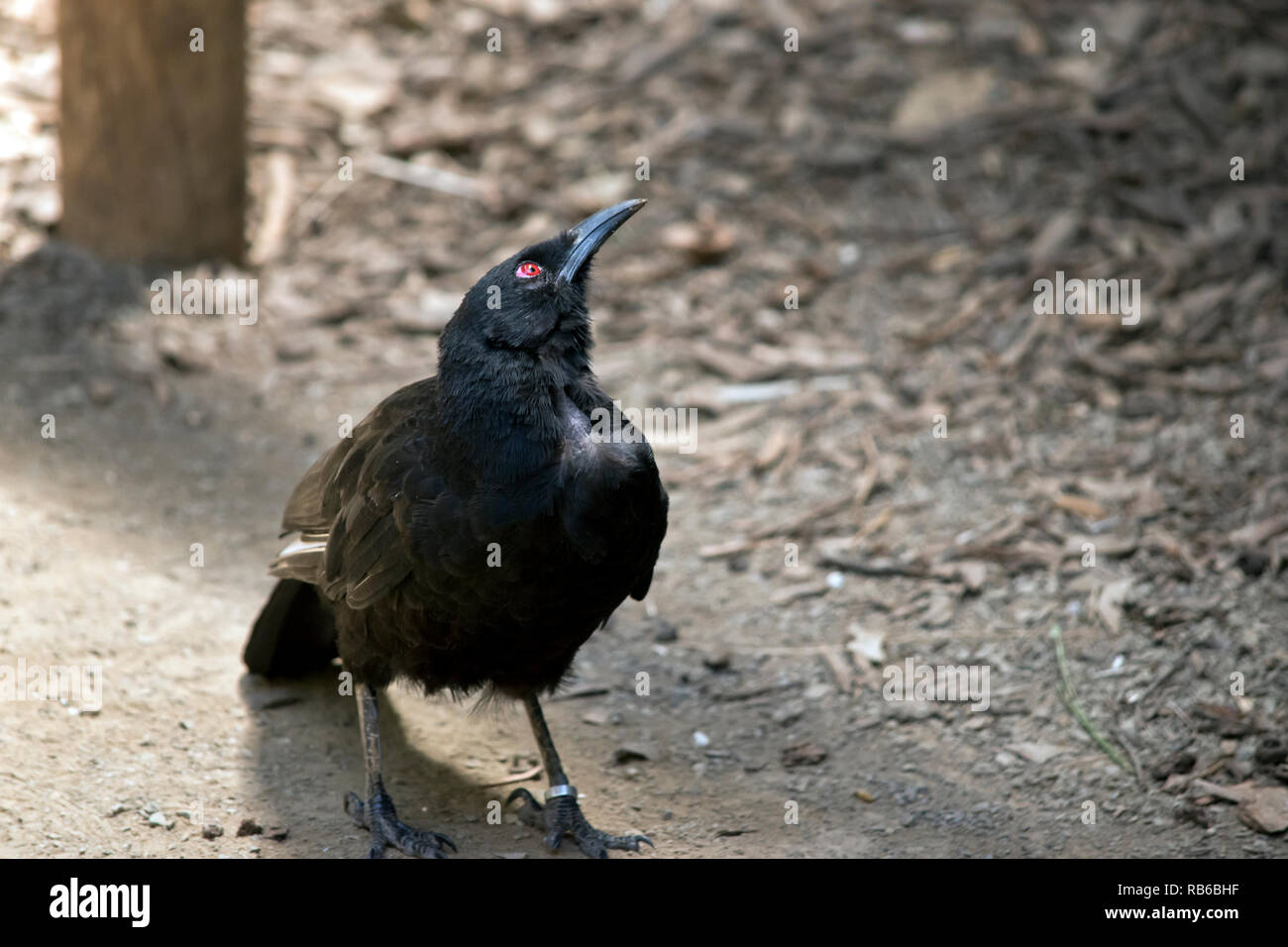 Australian white winged chough hi-res stock photography and images - Alamy