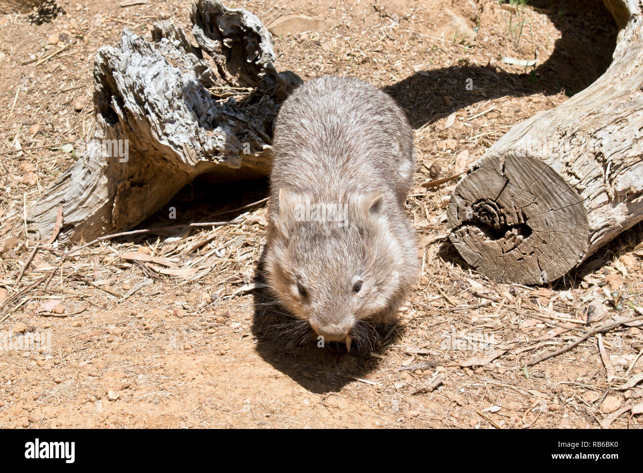 Wombat pouch hi-res stock photography and images - Alamy