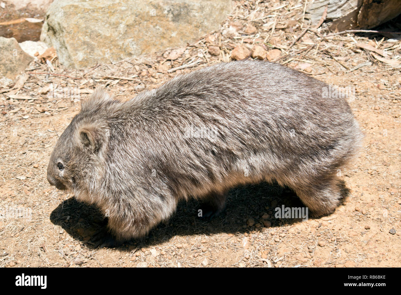 Wombat pouch hi-res stock photography and images - Alamy