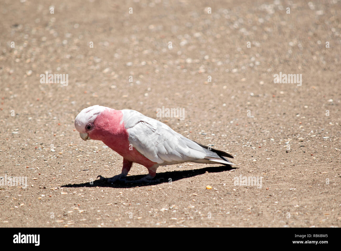 the galah is eating seeds off the ground Stock Photo - Alamy