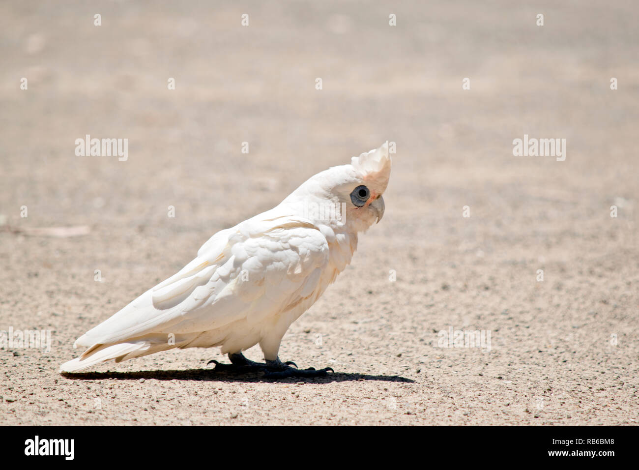 the little corella is eating seeds off the ground Stock Photo - Alamy