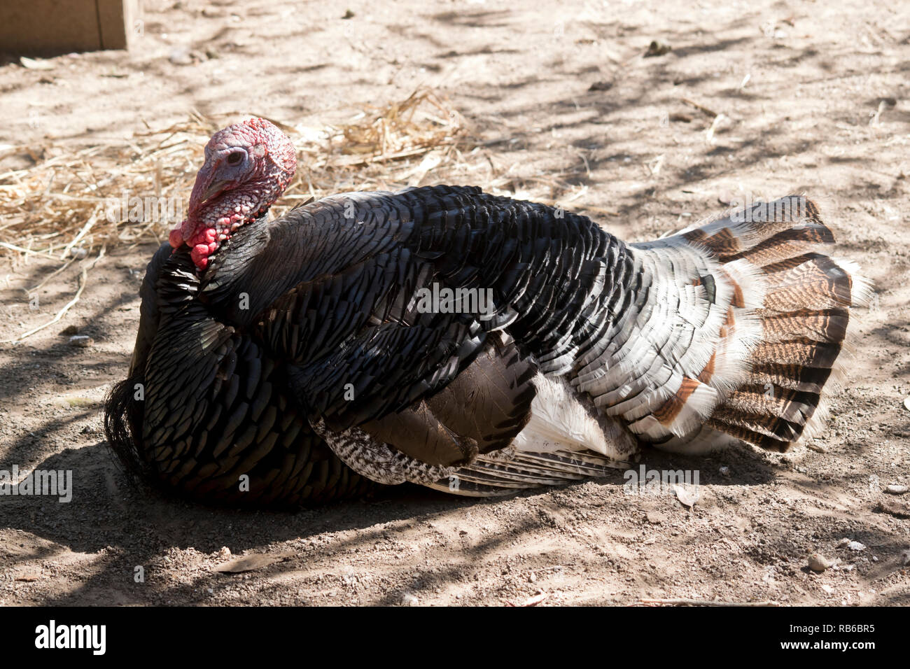 this is a side view of a turkey Stock Photo - Alamy