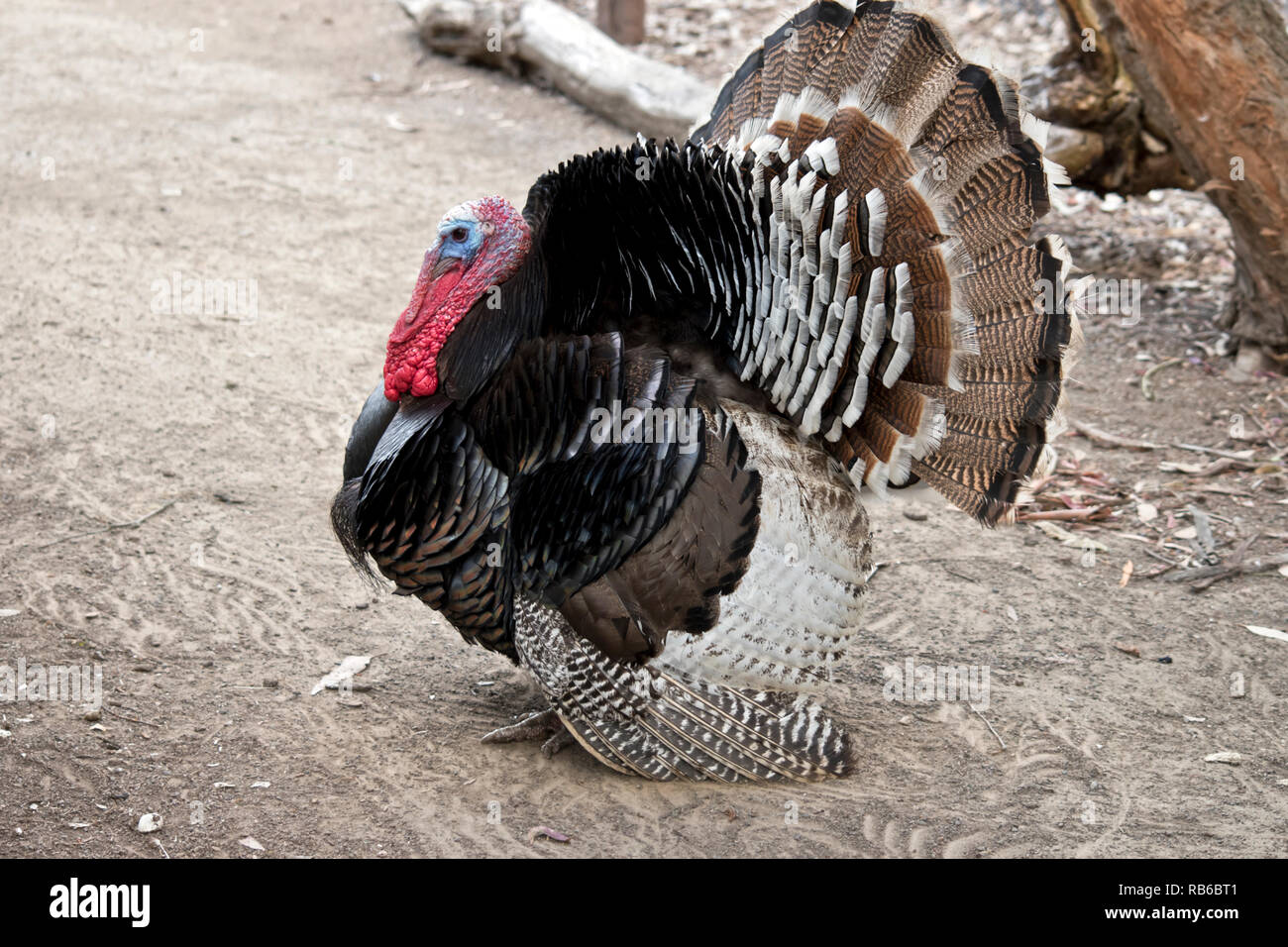 this is a side view of a turkey Stock Photo - Alamy