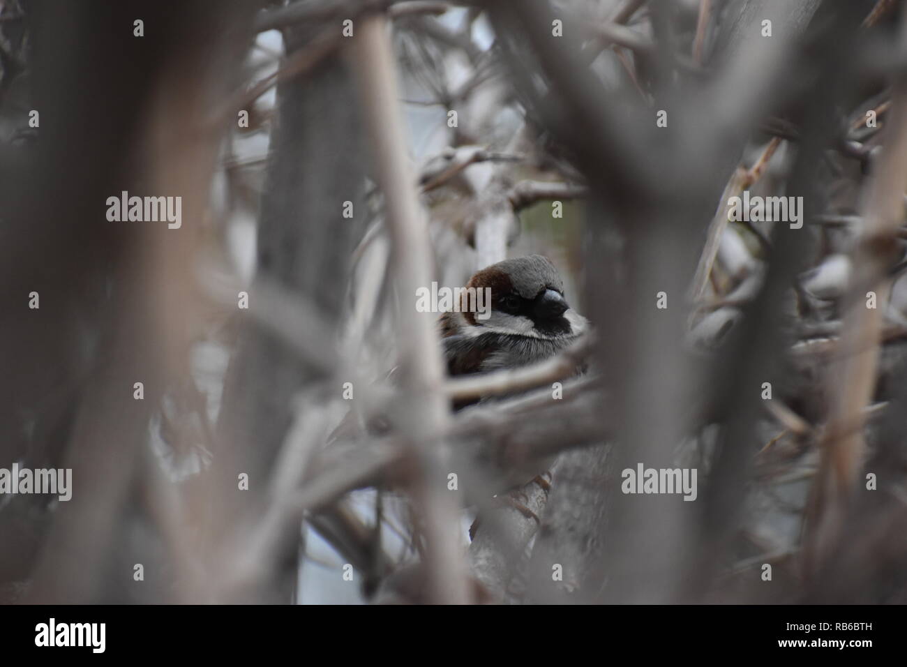 little hiding bird Stock Photo - Alamy