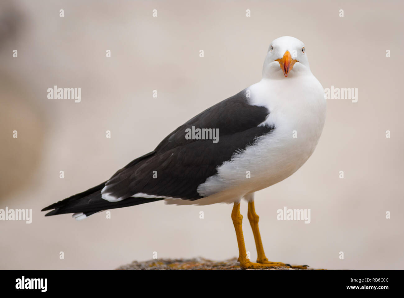 Large seagull staring back to camera with a out-of-focus background ...