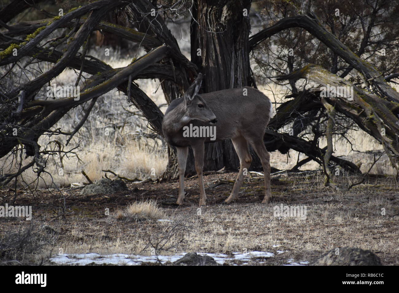 Deer in the Juniper Trees Stock Photo - Alamy